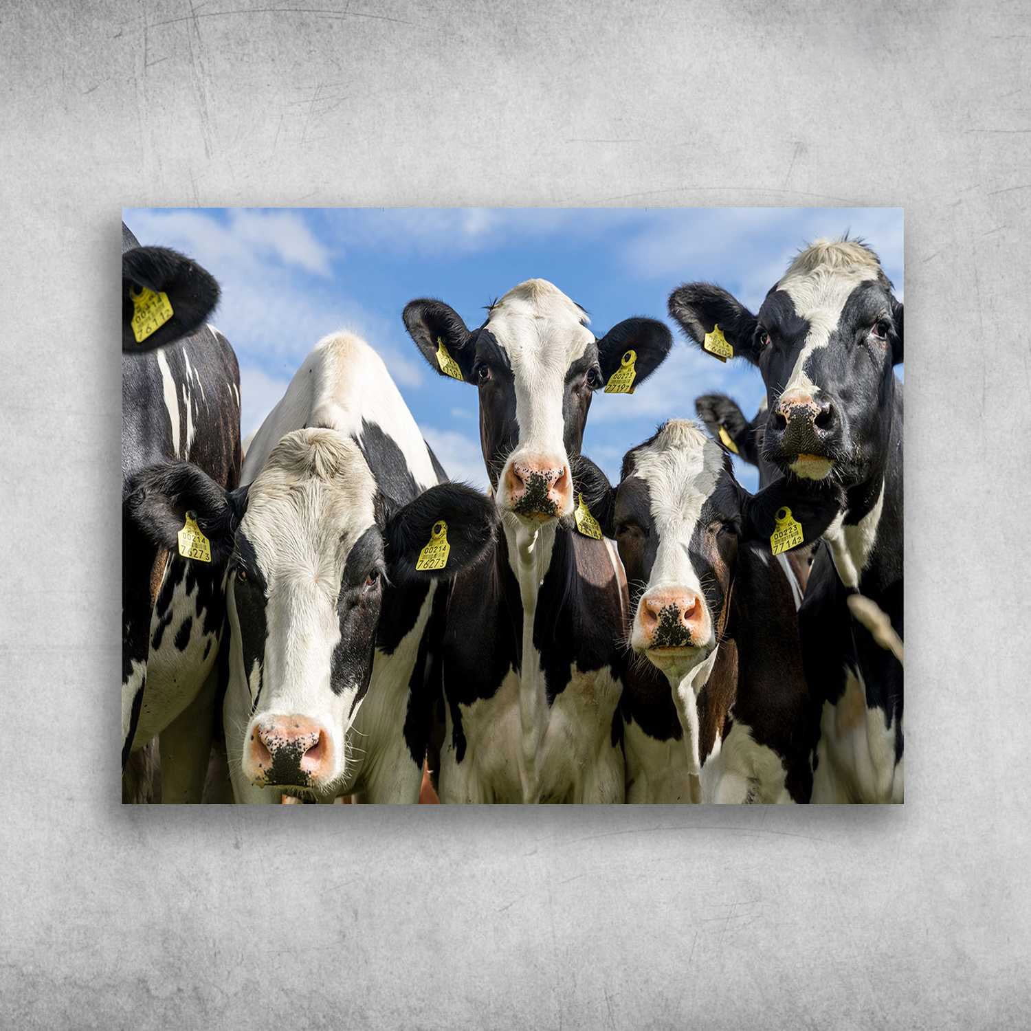 Dairy Cow Poster, Cow Farm, Window Poster 24 x 36 Inch Poster - Walmart.com