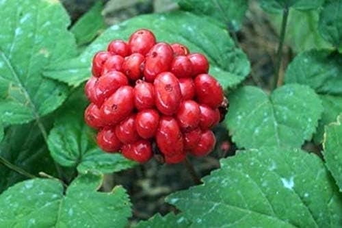 Dairyland Management American Ginseng Seed, 5 LB, Plant Seeds, Easy ...