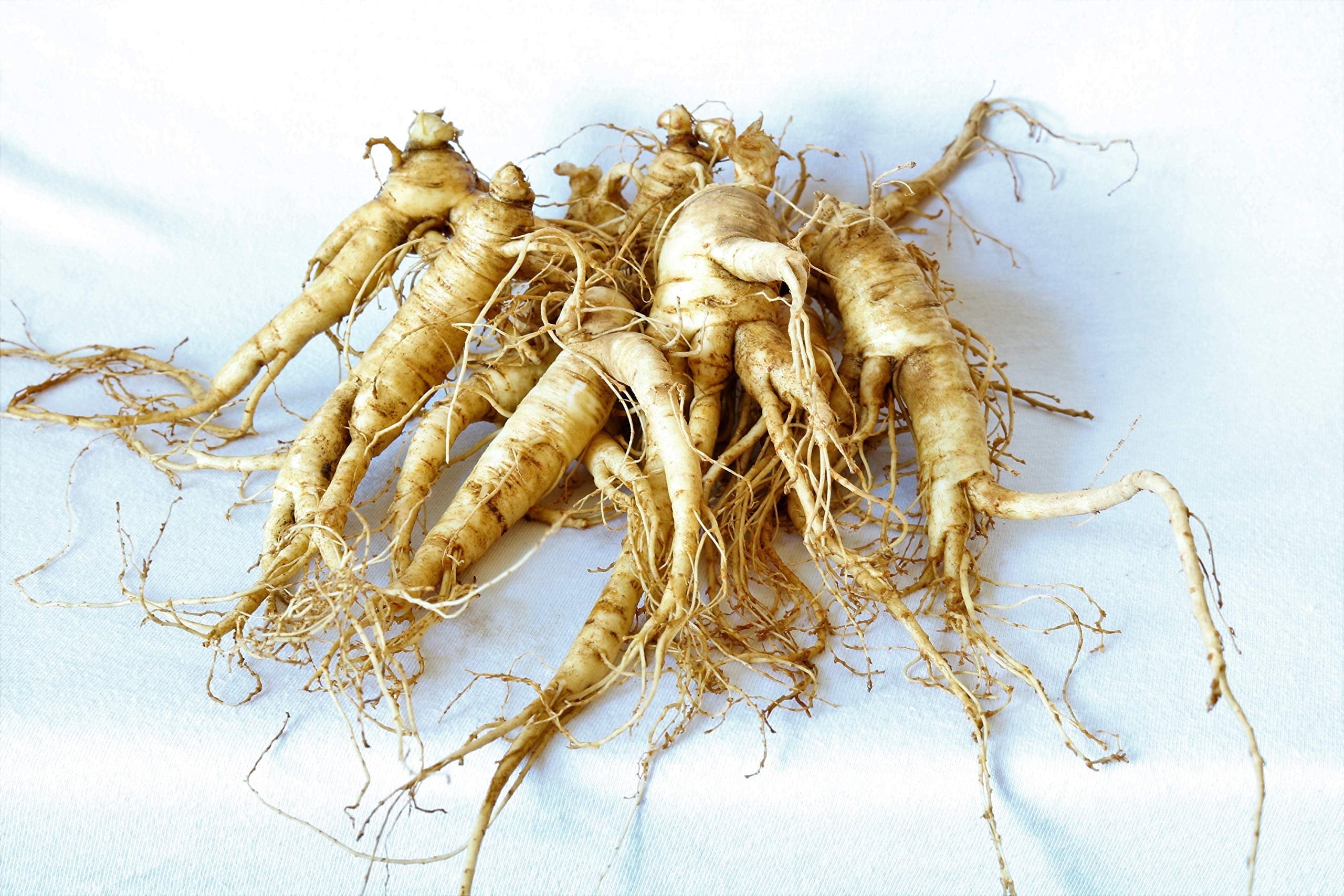 Dairyland Management American Ginseng Transplant Roots 4 Years Seed ...