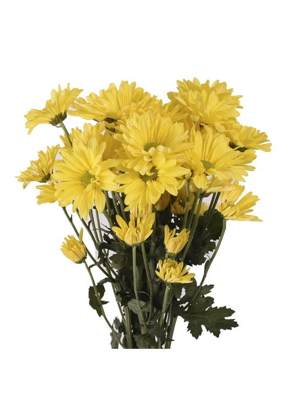 Mums in Annuals - Walmart.com