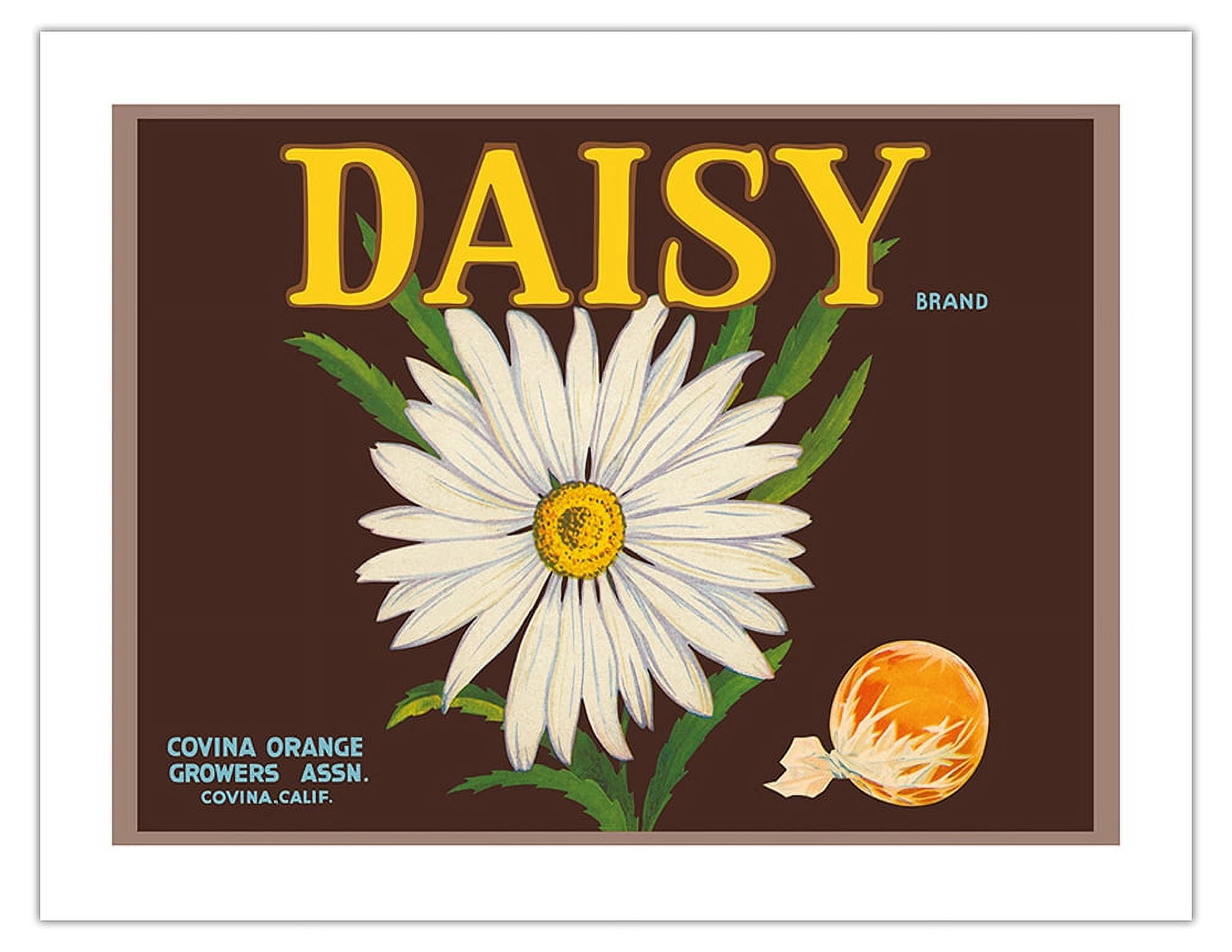 Daisy Brand Oranges - Vintage Fruit Crate Label c.1930s - Bamboo Fine ...