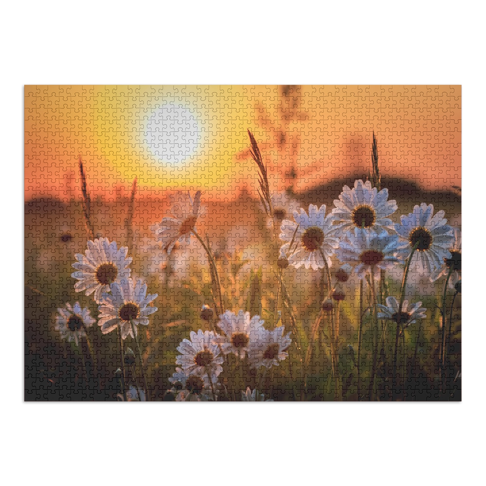 Daisy Flower Field at Sunset (1000 Piece Puzzle, Size 19x27 ...