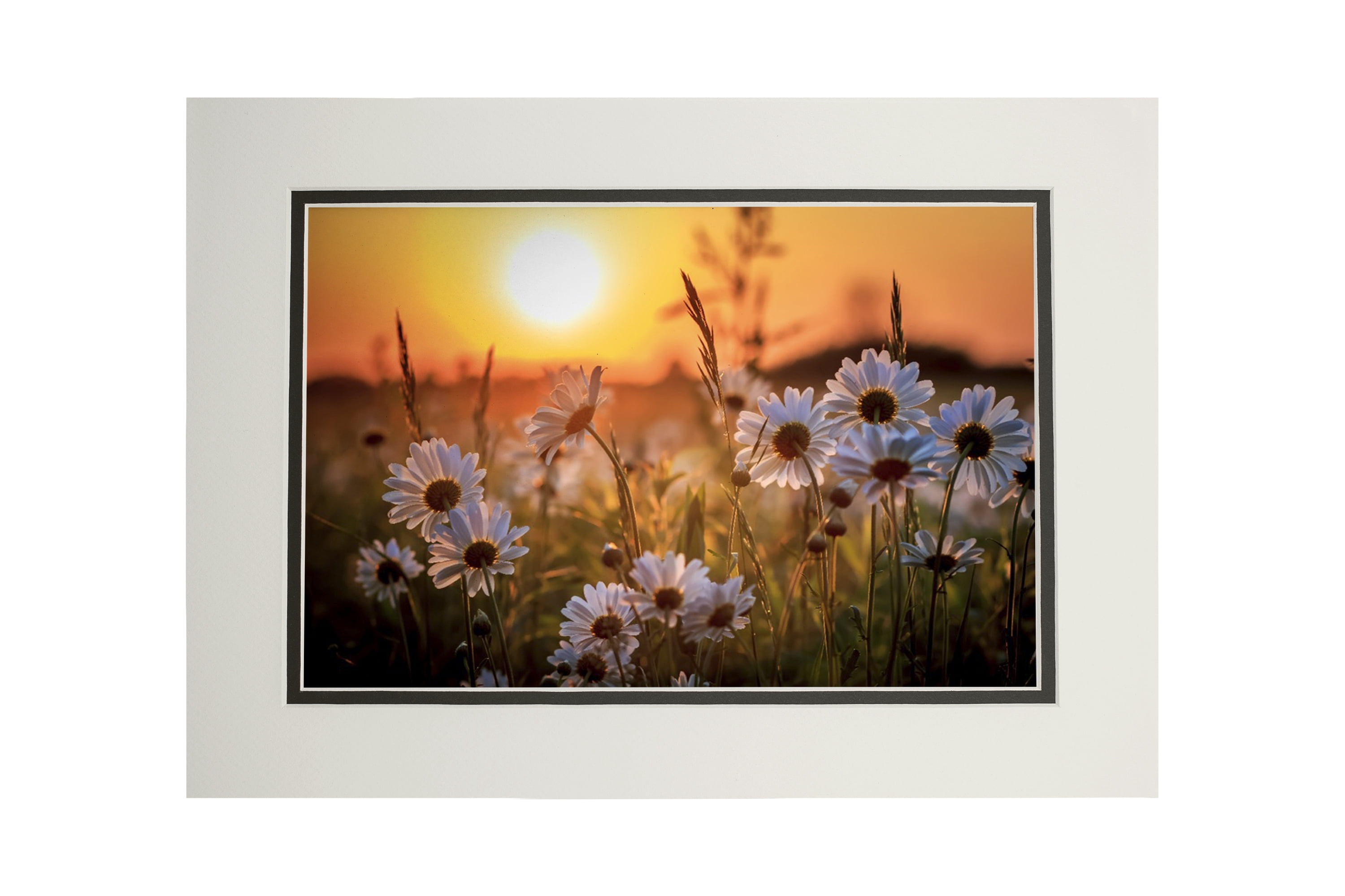 Daisy Flower Field at Sunset - Walmart.com
