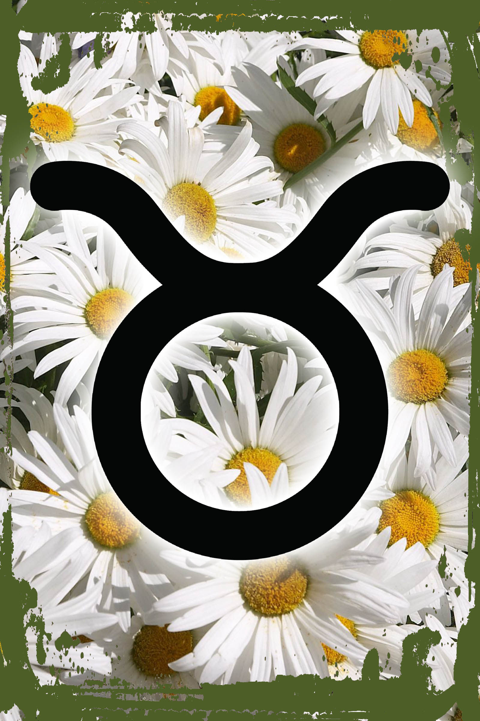 Daisy Flower Flat Canvas Wall Art Print Taurus the bull symbol April 20 ...