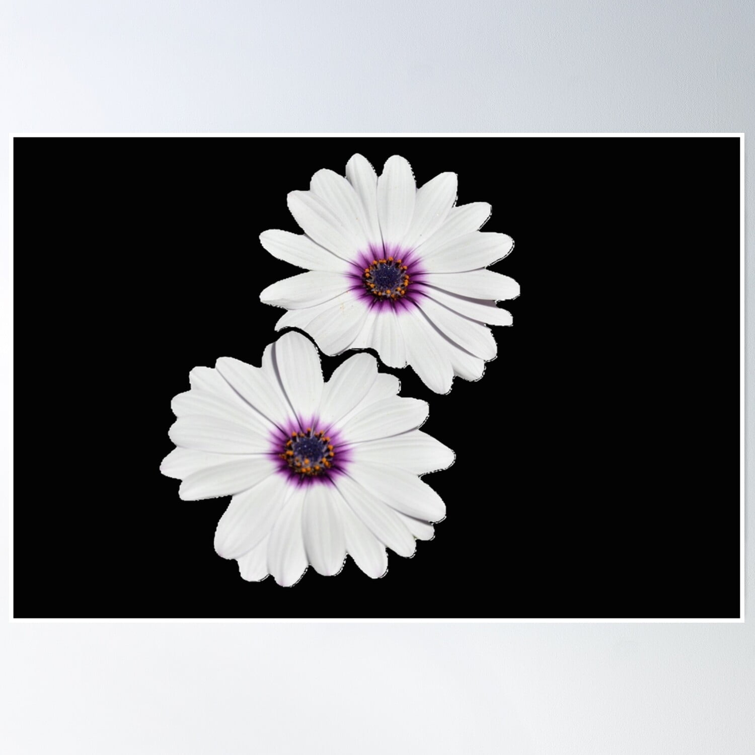 Daisy Flower Poster Wall Art, Modern Wall Decor, 8x12 UNFRAMED ...