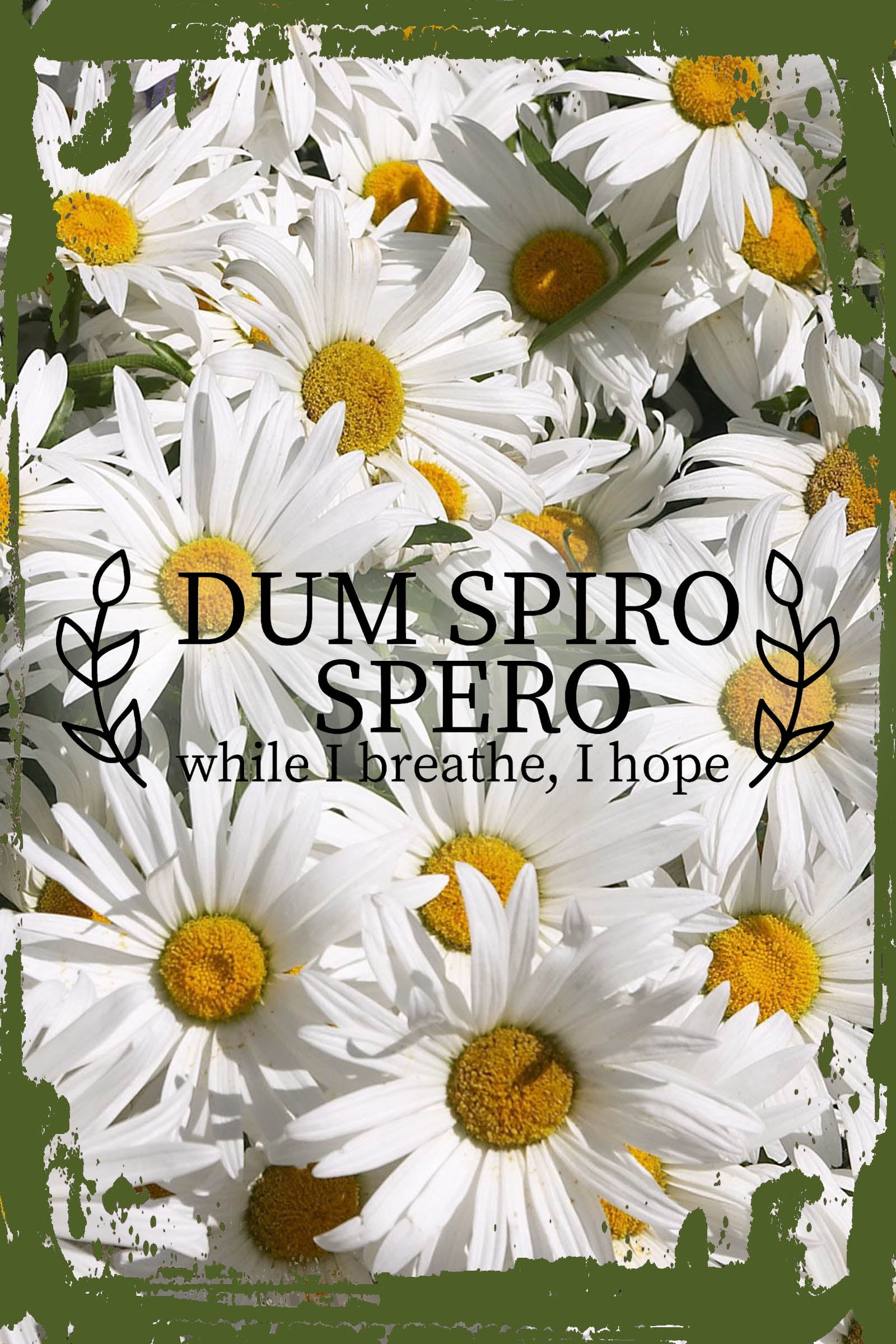 Daisy Flower Wall Art Dum Spiro Spero Quotes Sayings Inspirational ...