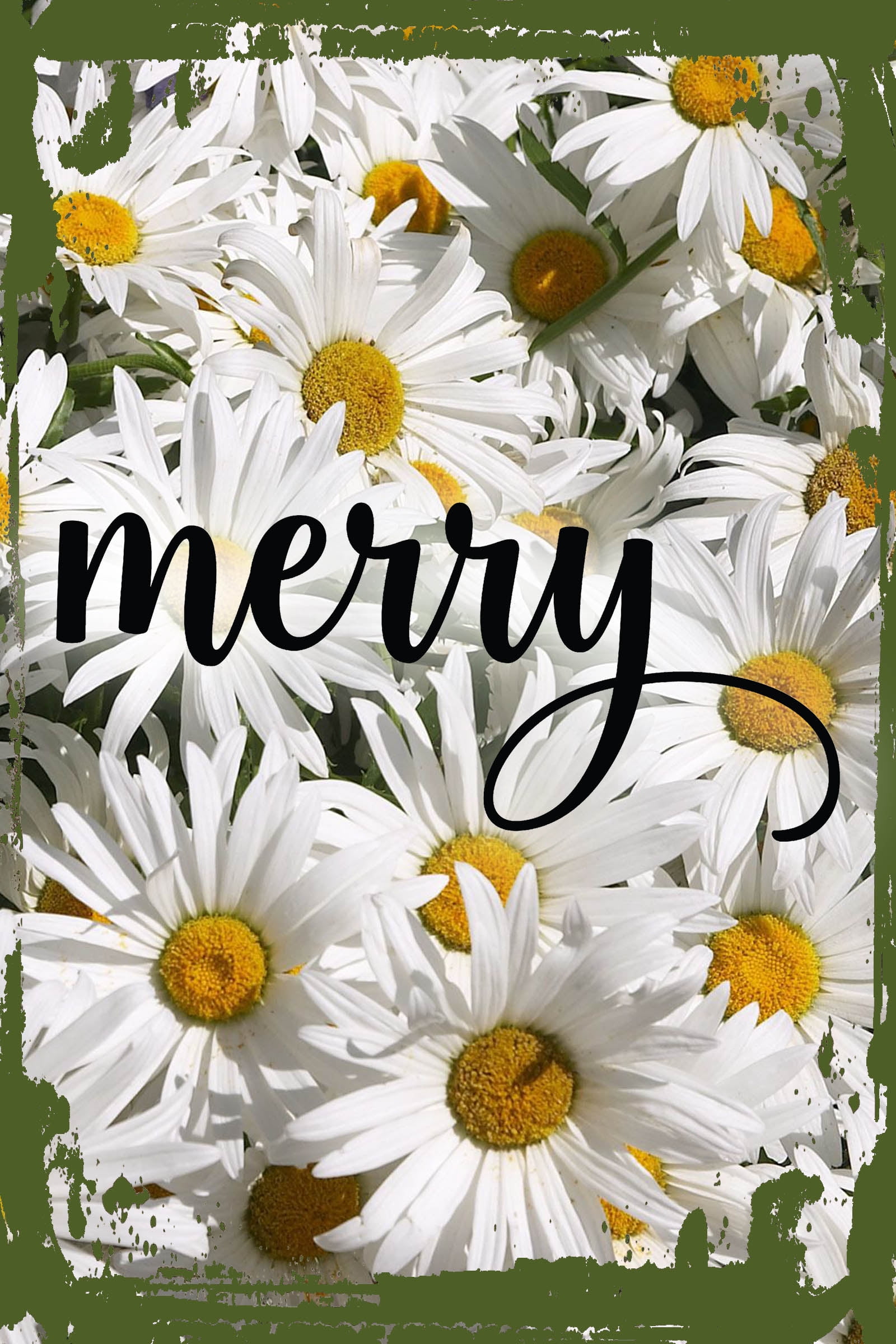 Daisy Flower Wall Art Merry happy cheer christmas holiday cursive ...