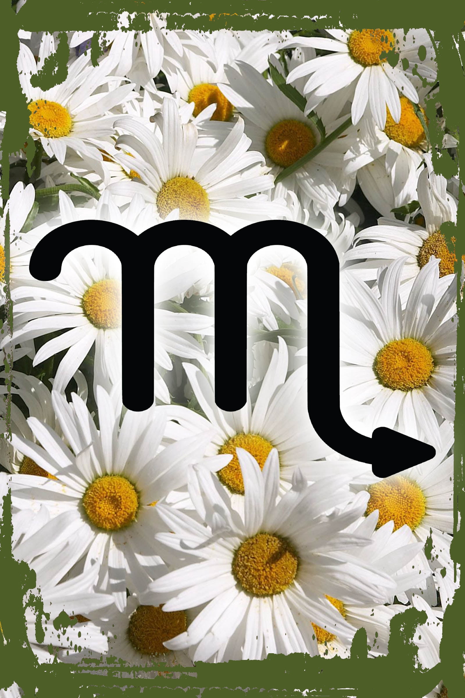 Daisy Flower Wall Art Scorpio the scorpion oct 23-Nov 21 symbol water ...