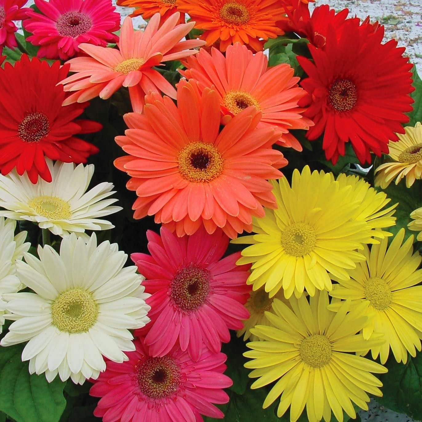 Daisy Garden 100 FEV6 Pcs Gerbera Jamesonii Daisy Seeds Mixed Fragrant ...