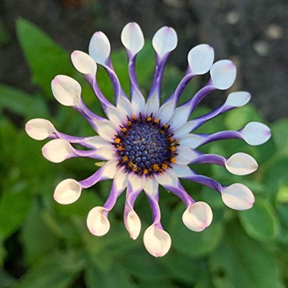 Daisy Garden 100 Pcs Seeds Rare Purple Daisy Plants Flower Garden Plant ...