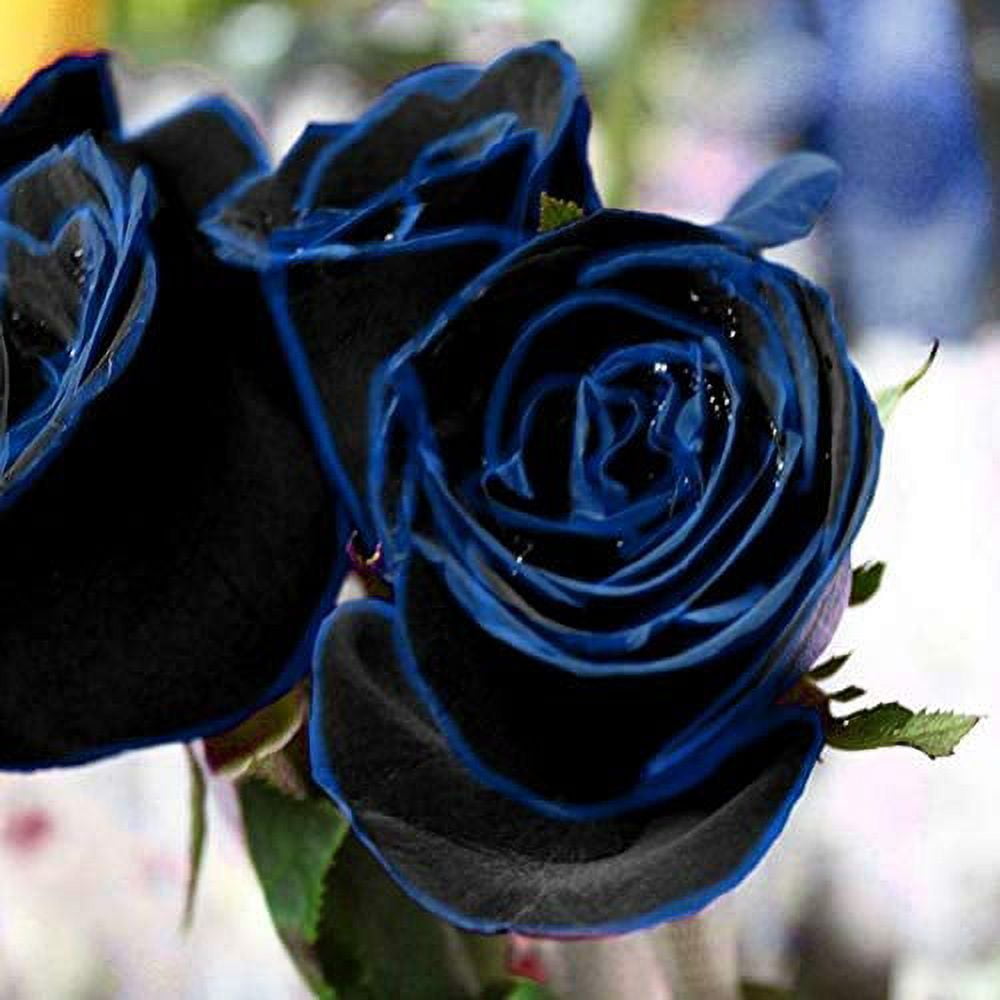 Daisy Garden Blue Purple Black Rose Seeds Perennial Plant Flower Seeds ...