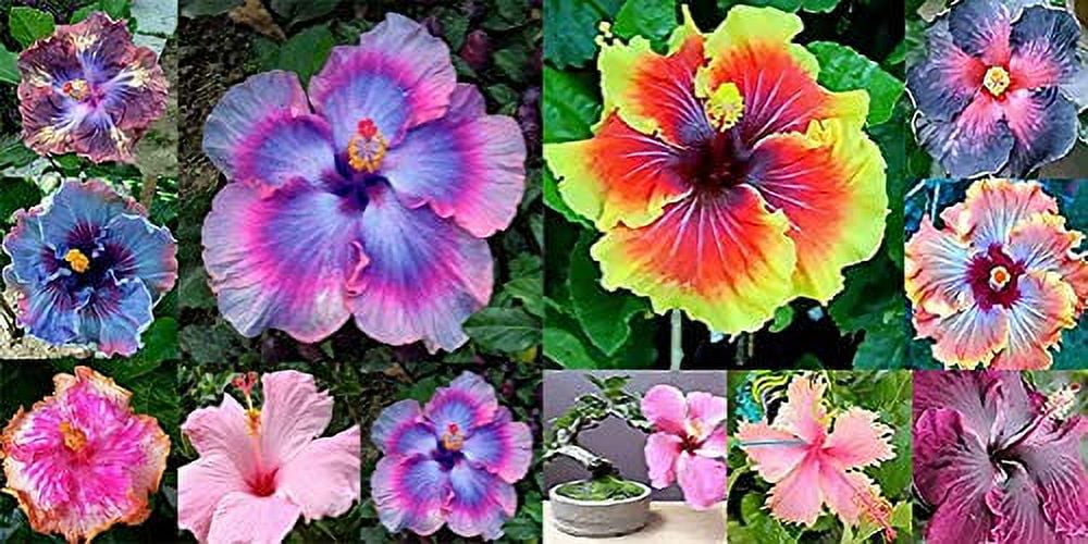 Daisy Garden Mixed Hibiscus Rosa-sinensis Flower Seeds, Bonsai Tree ...