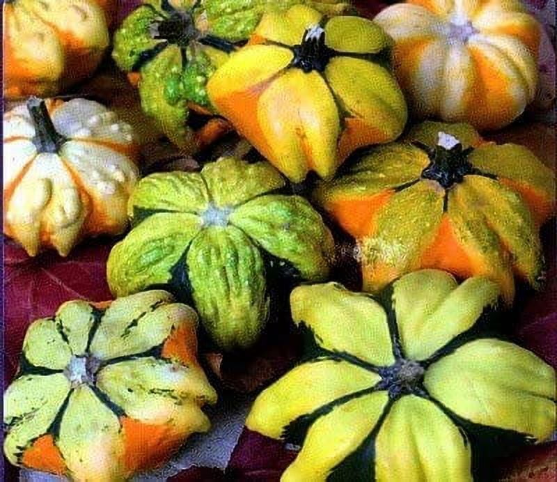 Daisy Gourd Seeds for Planting - 10 Seeds - Rare Seeds, Great Gourds ...