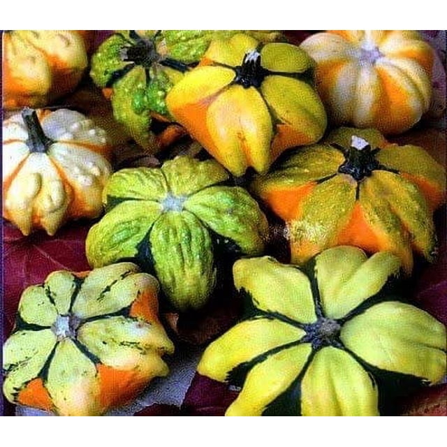 Daisy Gourd Seeds for Planting - 10 Seeds - Rare Seeds, Great Gourds ...