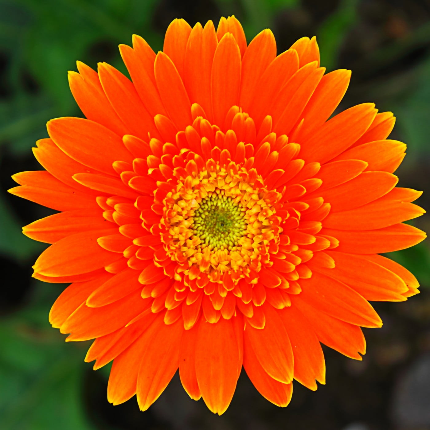 Daisy Plants, Orange Gerbera Daisy Live Plants, Gerbera Daisy Plant, 4 ...