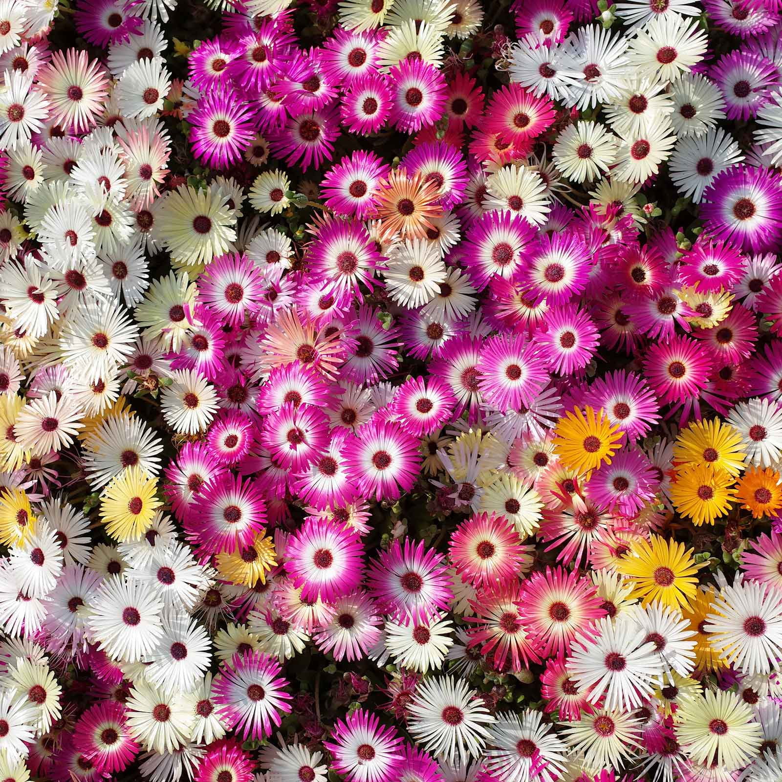 Eden Brothers Daisy Seeds (Ice Plant) - Livingstone Mix - Walmart ...