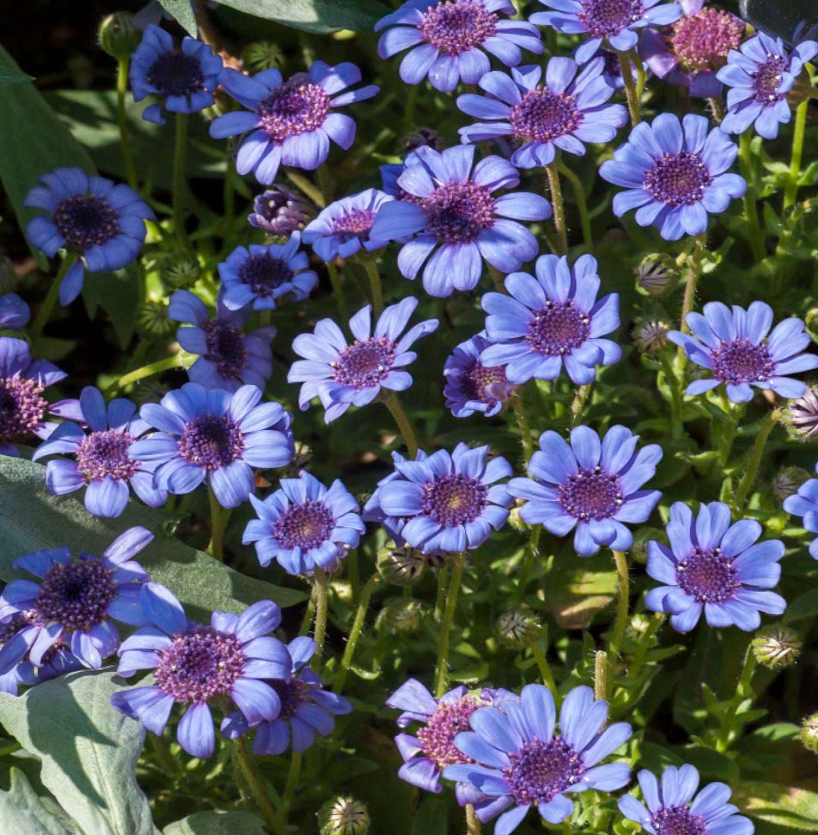 Daisy THE BLUES BLUE 50 Seeds - Mother Nature's Seeds - Wildflower ...