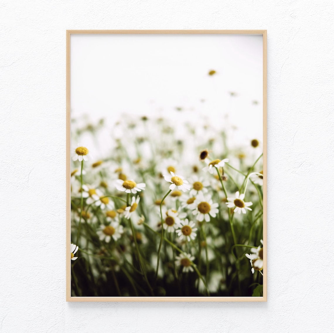 Daisy field photography Poster wild flowers of daisies wall art Poster ...