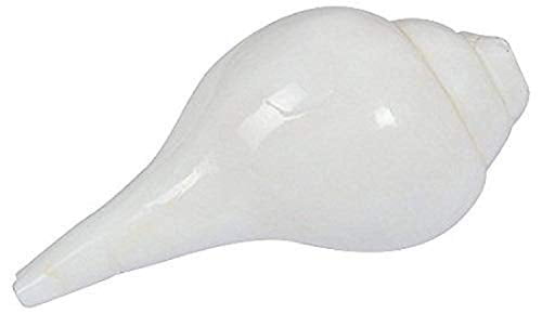 Dakshinavarti Lakshmi Natural Pooja/Conch Shell Valampuri Shankh (White ...