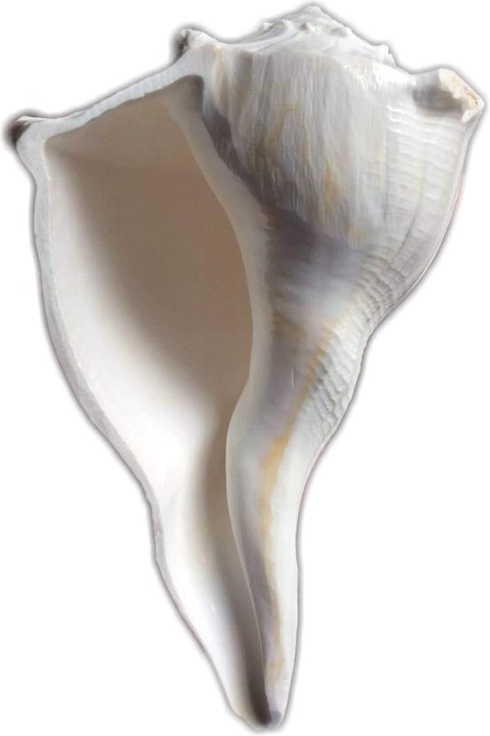 Dakshinavarti Natural Shankh/Laxmi Shankh for Pooja (Right Handed Conch ...