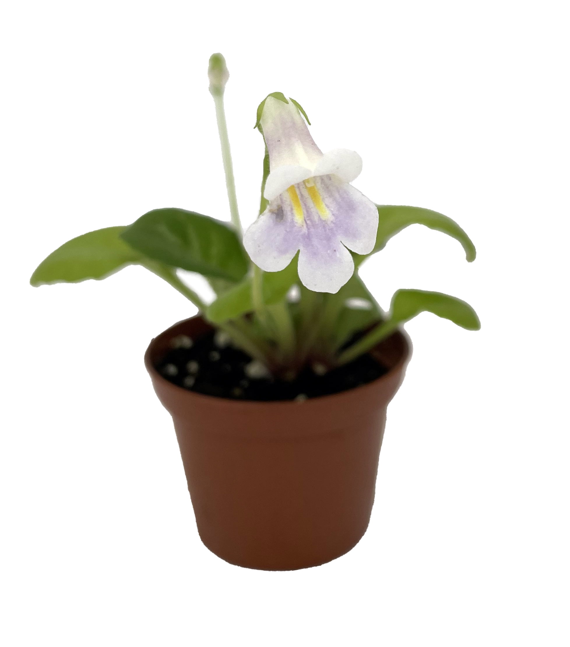 Dale's Exotic Aroma Asian Violet - Primulina - House Plant - 2.5" Pot ...