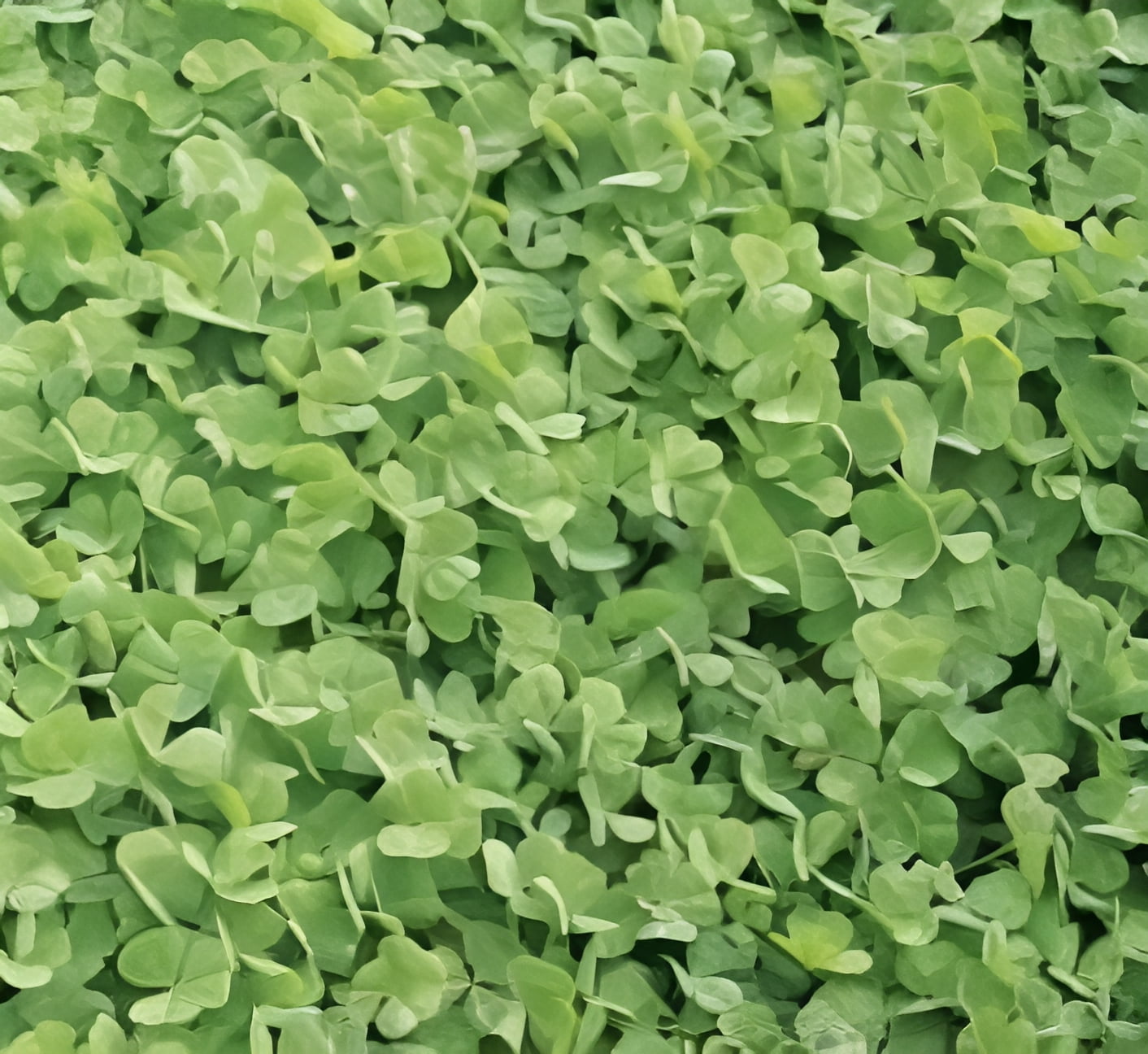 Dibbs Seed Dalkeith Subterranean Clover Plant Seed, Early Season ...