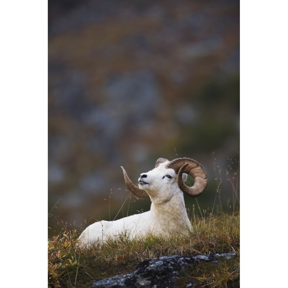 Dall Sheep Ram Bedded Down And Chewing On Grass On Mount Margaret ...