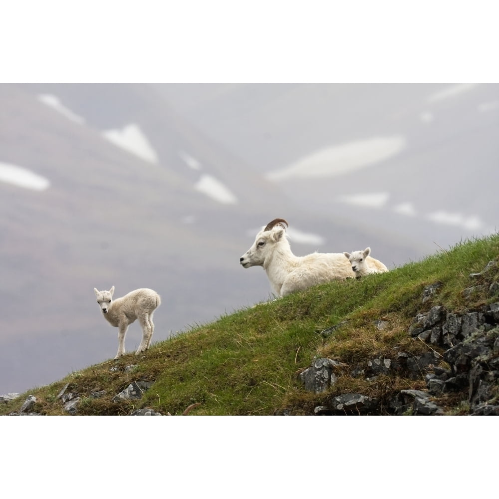Dall Sheep ewe and her lamb in Denali National Park Interior Alaska ...