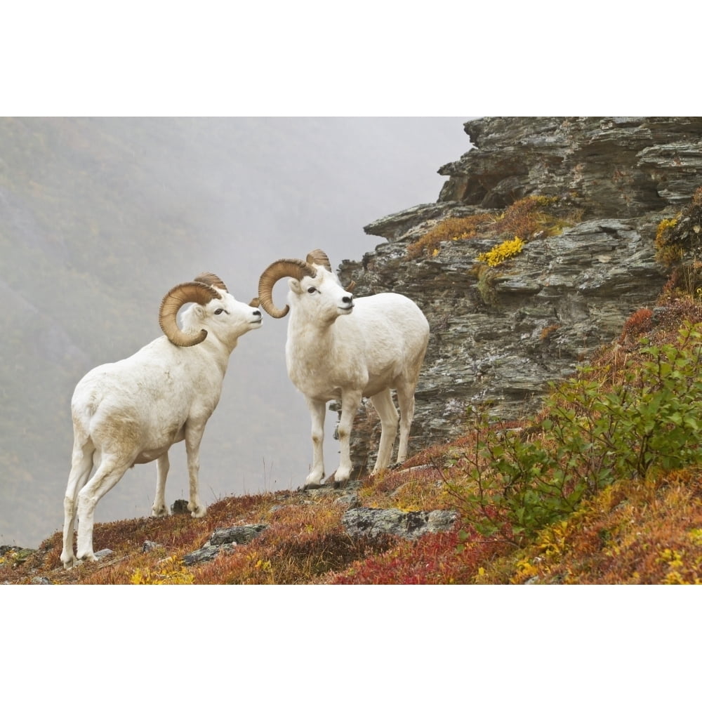 Dall's sheep rams standing by rock outcrop in alpine tundra in autumn ...