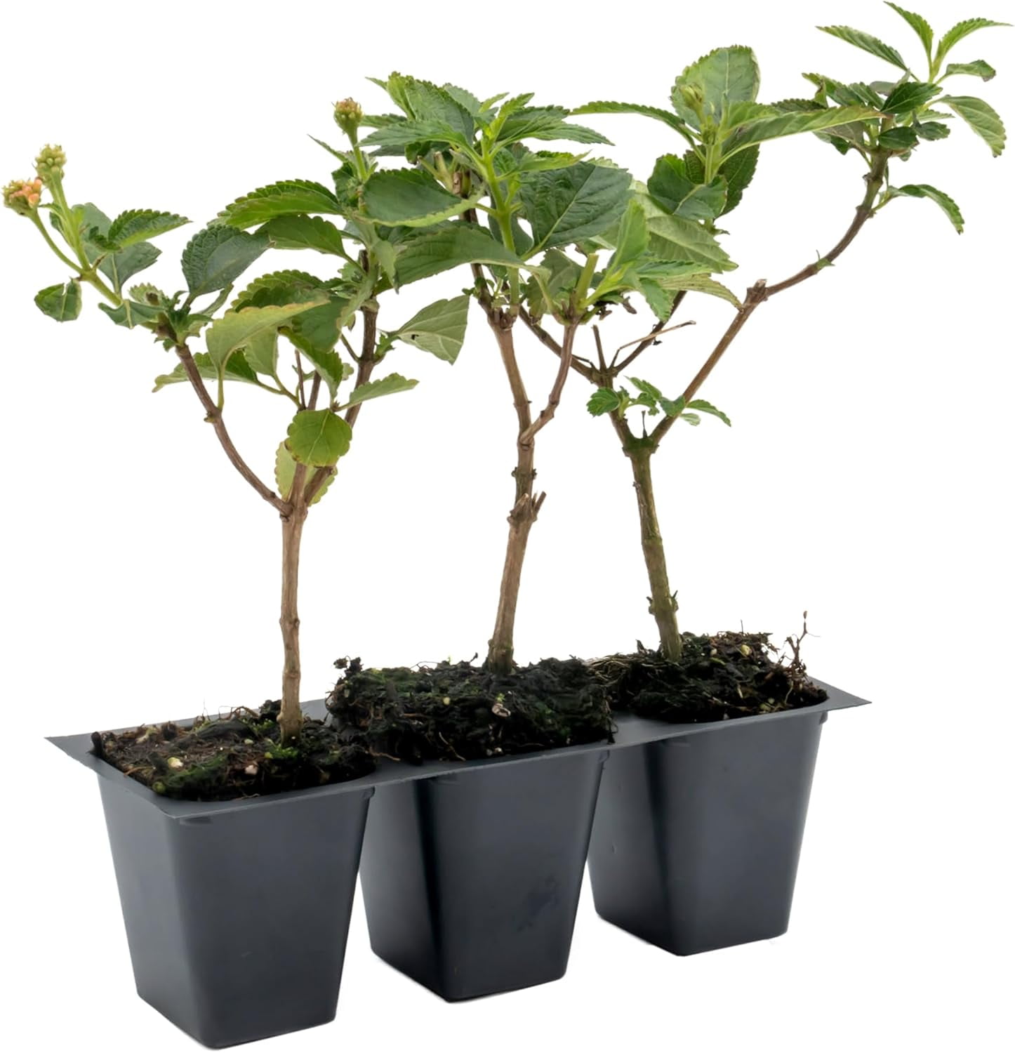 3 Dallas Red Lantana | Live Plants in 2.5-inch Nursery Cubes | Lantana ...