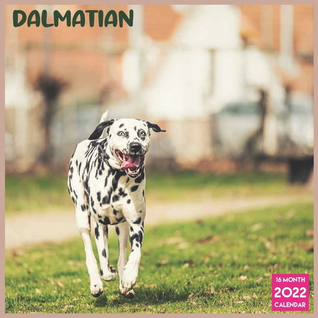 Dalmatian 2022 Calendar : Offcial Dalmatian Dog breed 2022 Calendar 16 ...