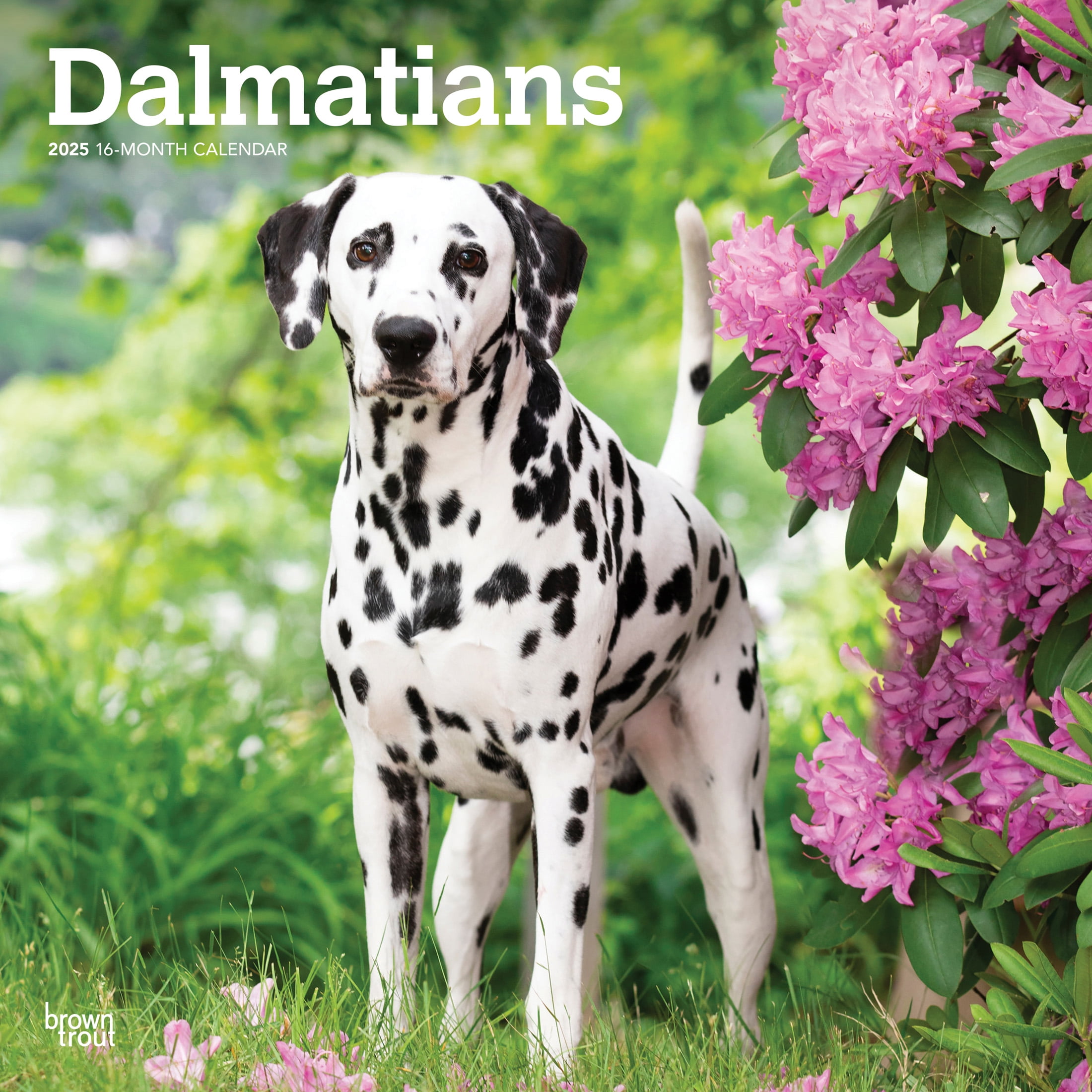 Dalmatians | 2025 12x24" (Hanging) Square Wall Calendar | BrownTrout ...