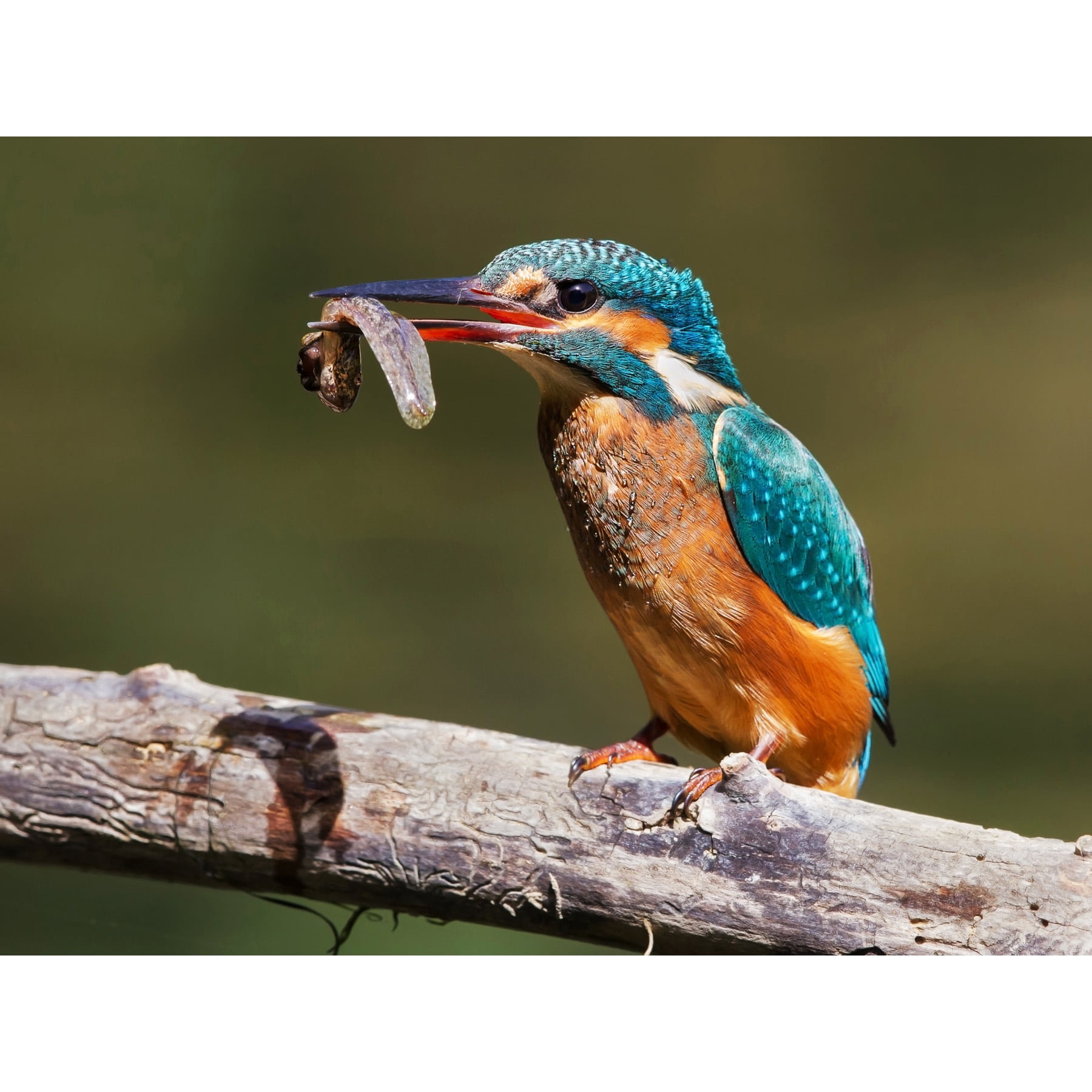 Dalous Kingfisher Bird Eating Tadpole Nature Photo Extra Large XL Wall ...