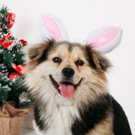 Dog Easter Bunny Ears for Party & Occasions