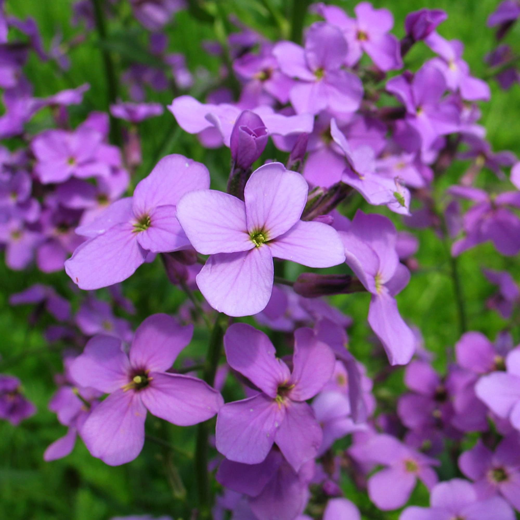 Dame's Rocket SeedsTRDN Hesperis Matronalis Biennial or Perennial ...