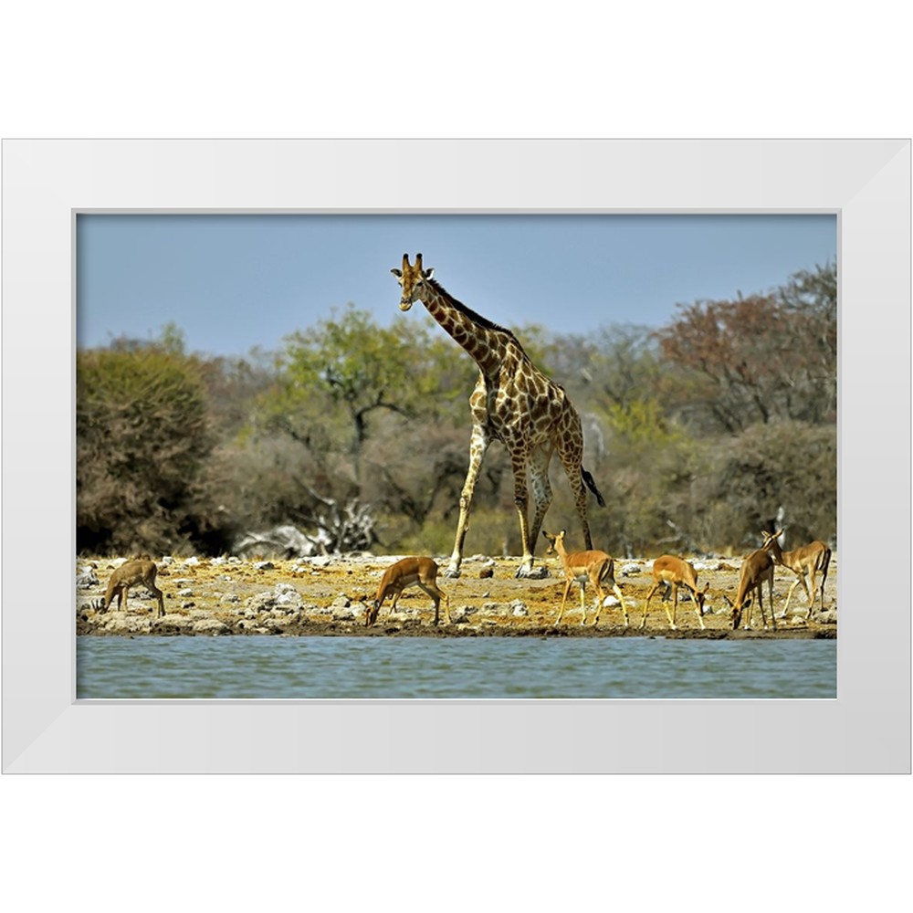 Damico, Giuseppe 24x17 White Modern Wood Framed Museum Art Print Titled ...