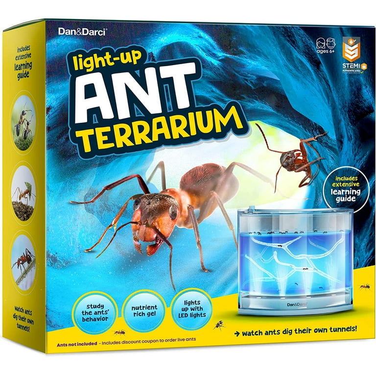 Ant Colonies For Kids