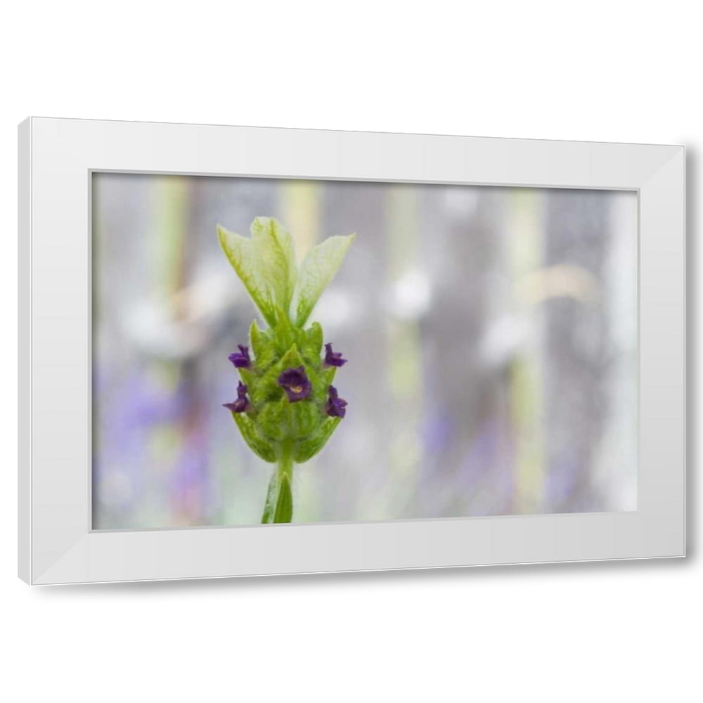 Dana Styber 14x11 White Modern Wood Framed Wall Art Titled - Lavender ...
