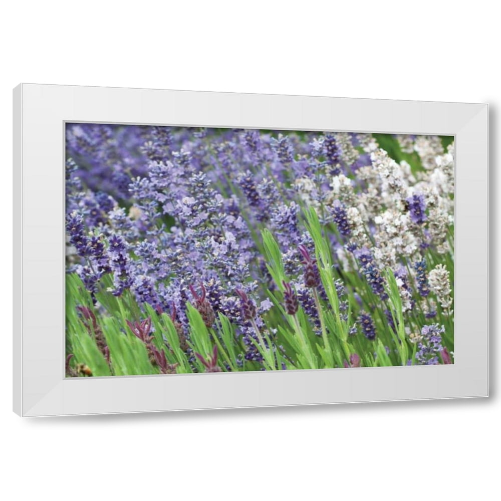 Dana Styber 14x11 White Modern Wood Framed Wall Art Titled - Lavender ...