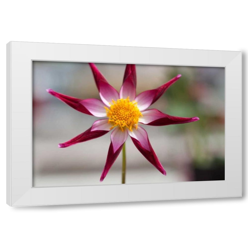 Dana Styber 18x13 White Modern Wood Framed Wall Art Titled - Stardust ...