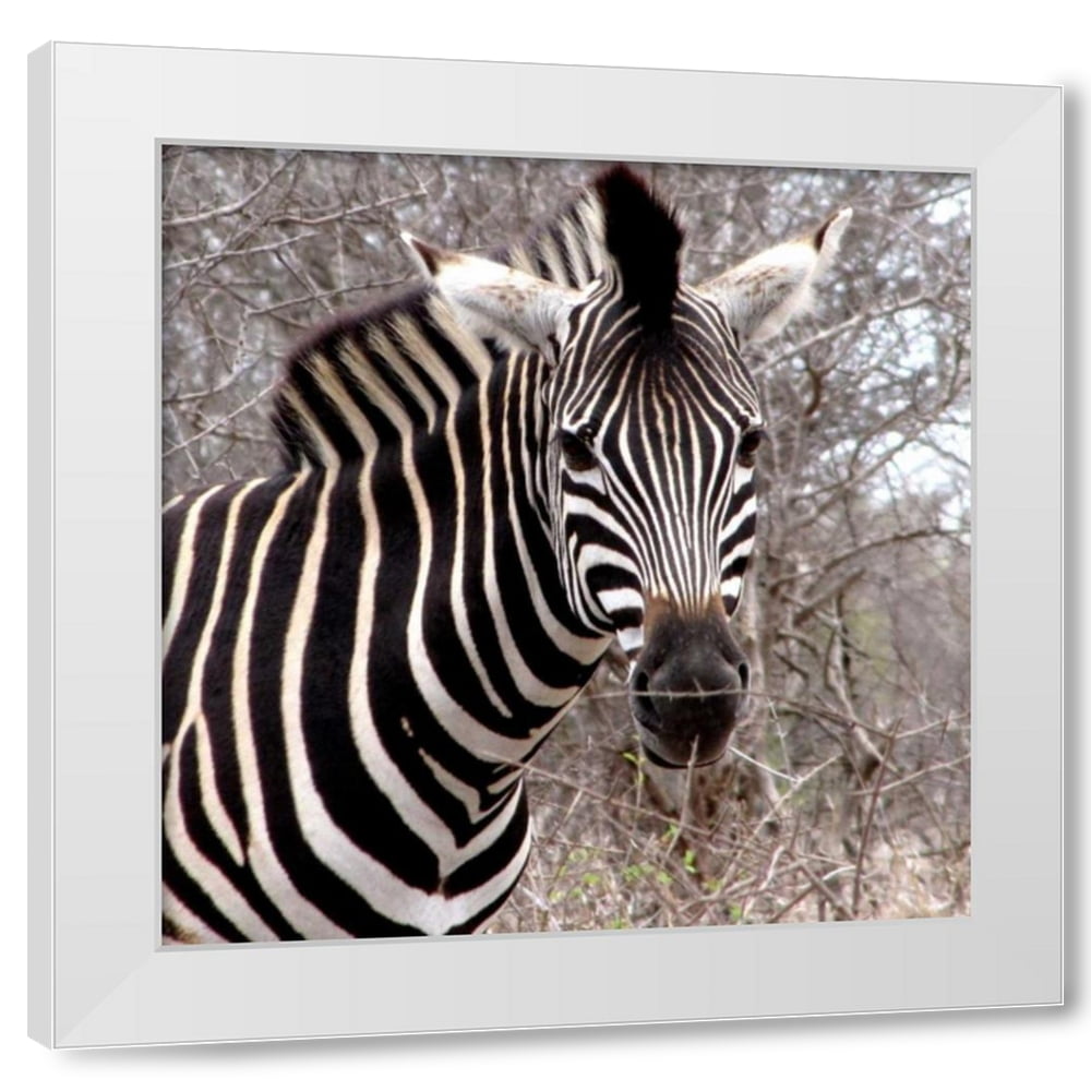 Dana Underdahl 12x12 White Modern Wood Framed Wall Art Titled - Safari ...