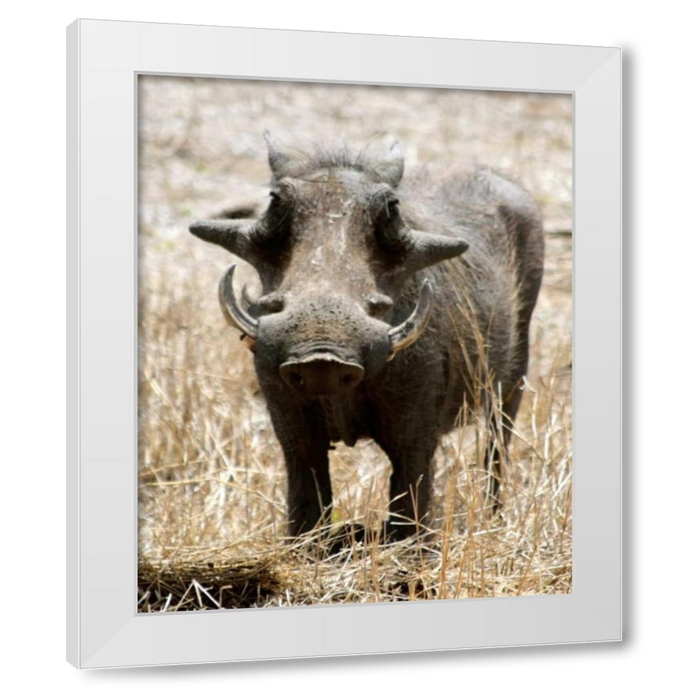Dana Underdahl 26x32 White Modern Wood Framed Wall Art Titled - Warthog - Walmart.com