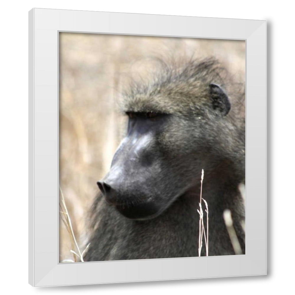 Dana Underdahl 4x24 White Modern Wood Framed Wall Art Titled - Baboon ...