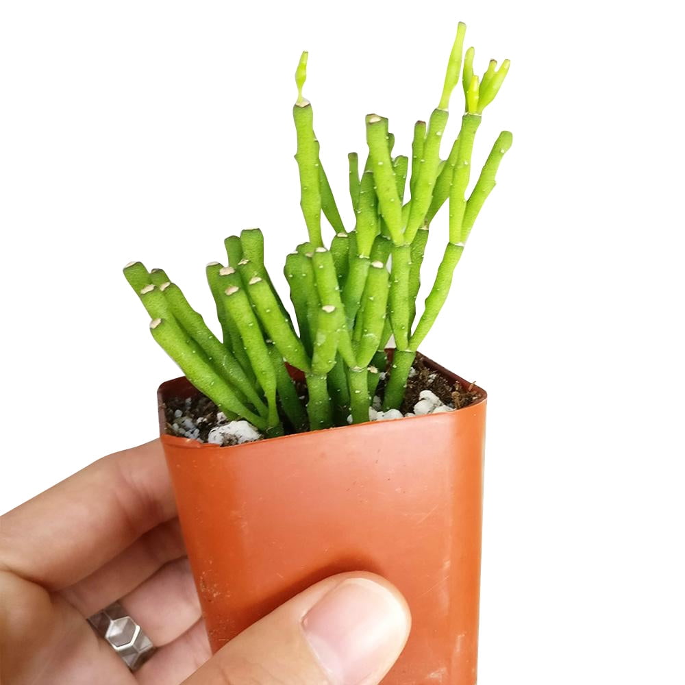 Dancing Bones Hatiora Salicornioides (2"+ Plastic Pot) - Tiny, Lovely ...