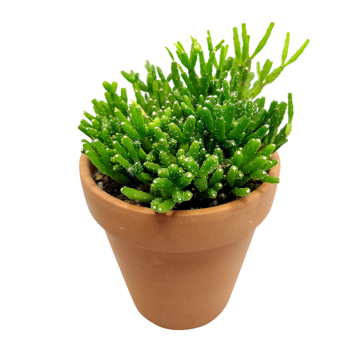 Dancing Bones Hatiora Salicornioides (4"+ Clay Pot) - Tiny, Lovely ...