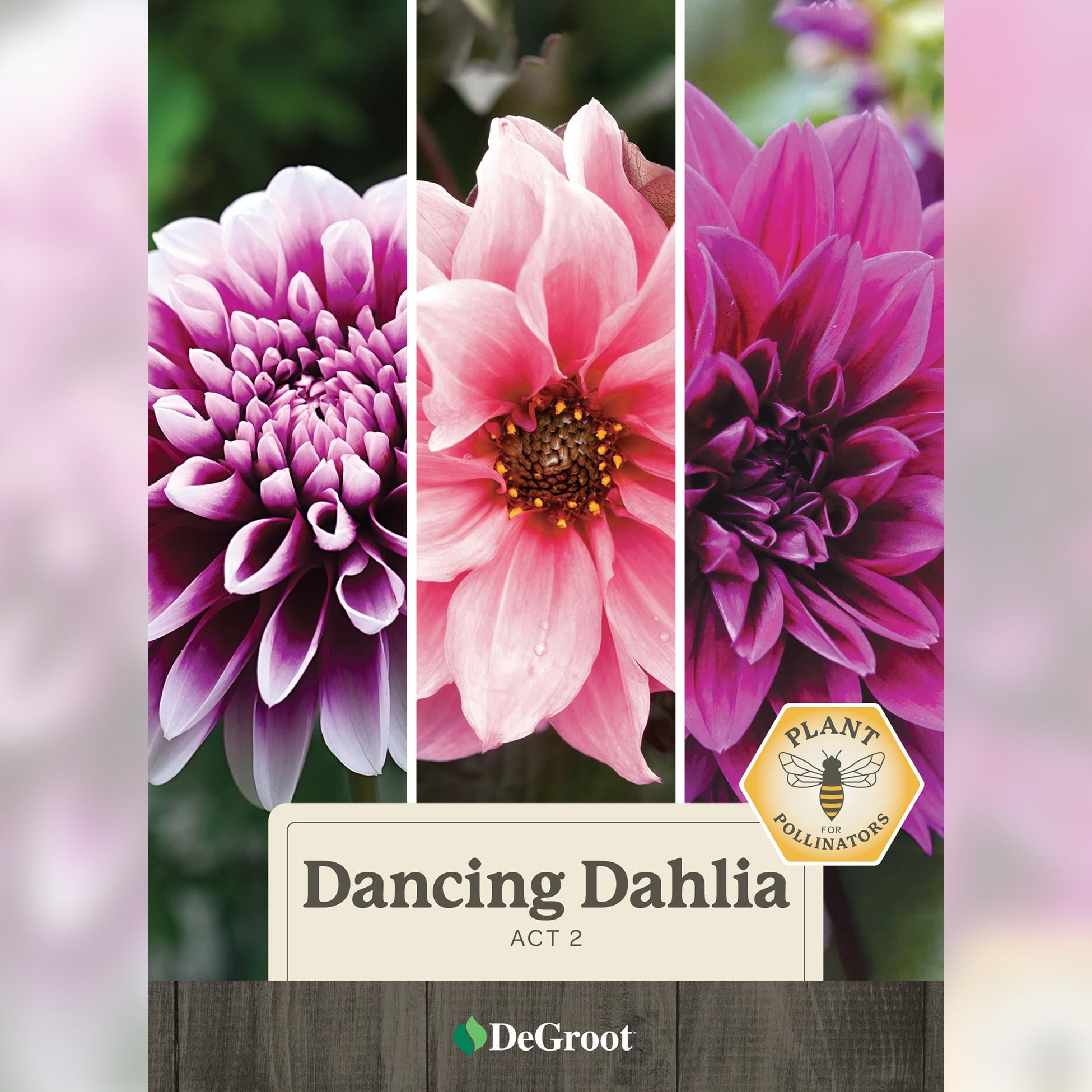 Dancing Dahlia Act 2 - Walmart.com