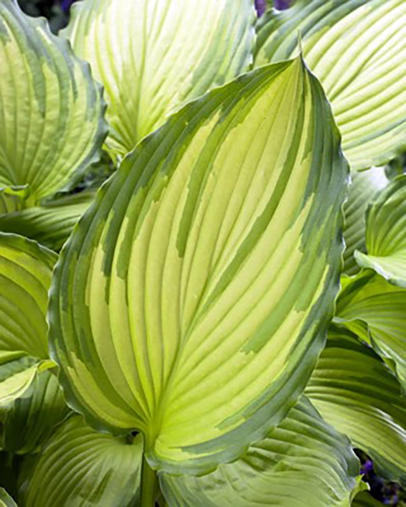Dancing Darling Hosta - Golden Yellow Leaves - Quart Pot - Walmart.com
