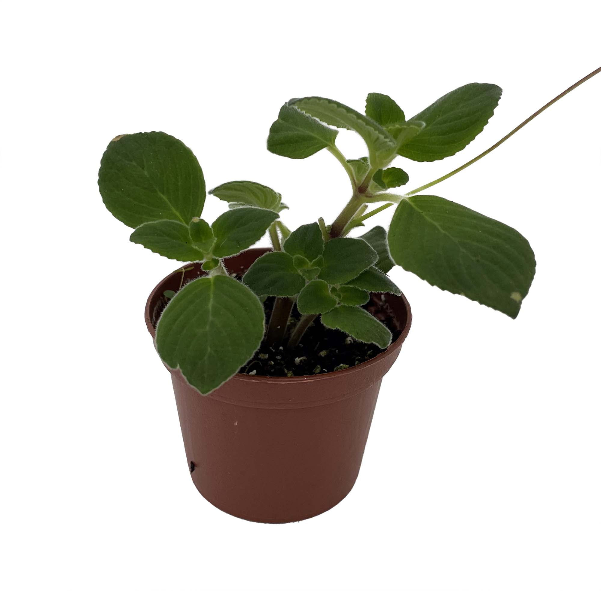 LIVE Indoor Blooming Garden - Dancing Doves Cape Primrose Plant ...