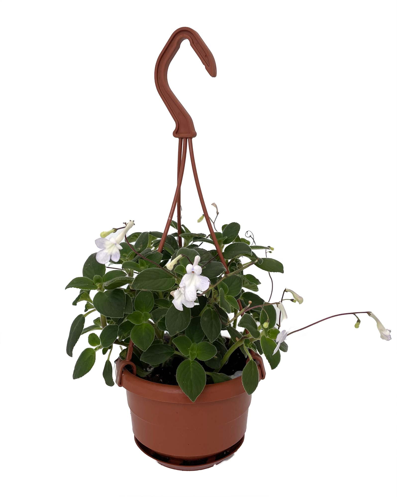 Dancing Doves Cape Primrose Plant - Streptocarpella - 4" Mini Hanging ...