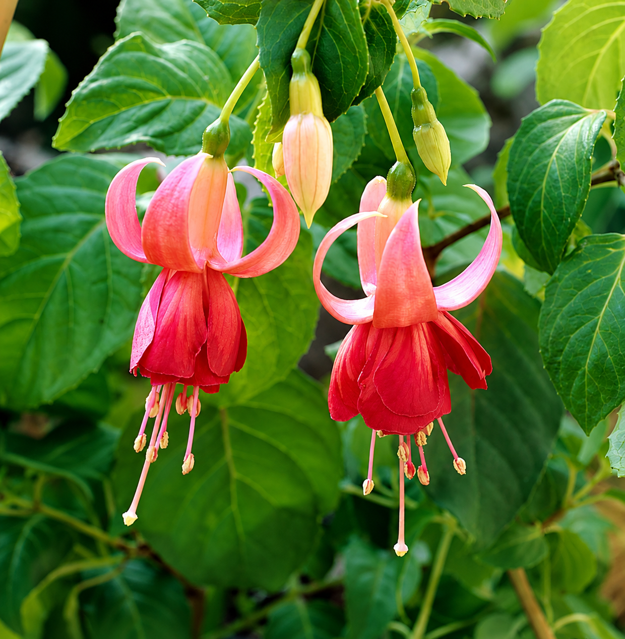 Dancing Flame Fuchsia Plant Live for Planting, Fuschia Plant, Fuschia ...